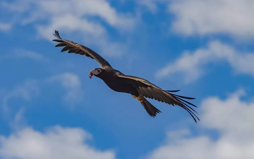 Alice Springs Wildlife: A Look at the Region’s Most Iconic Species