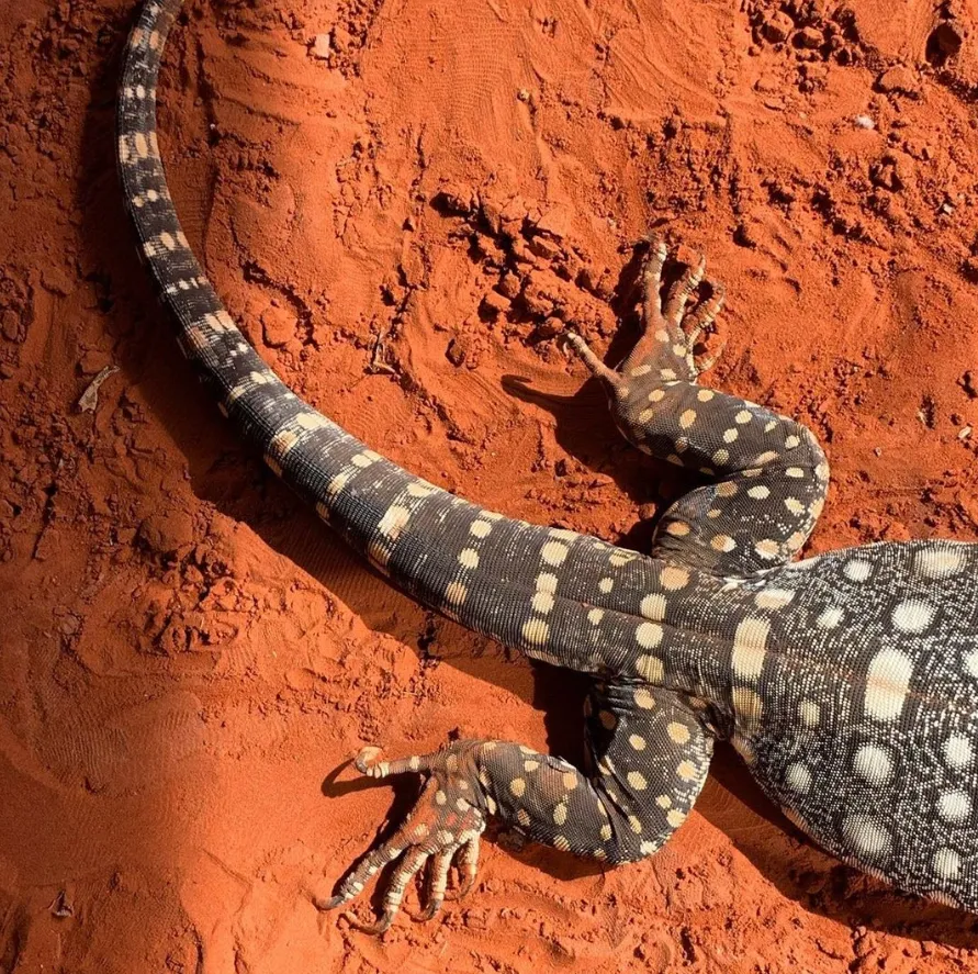 Alice Springs Wildlife: A Look at the Region’s Most Iconic Species
