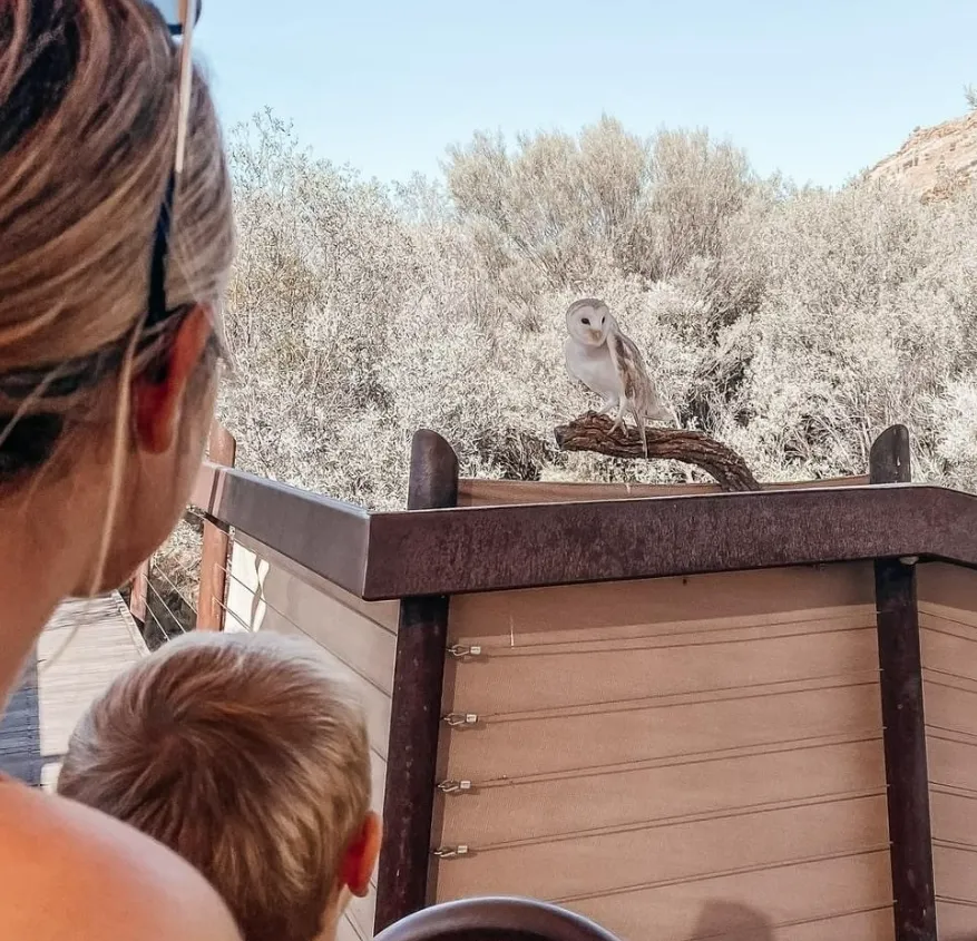 Alice Springs Wildlife: A Look at the Region’s Most Iconic Species